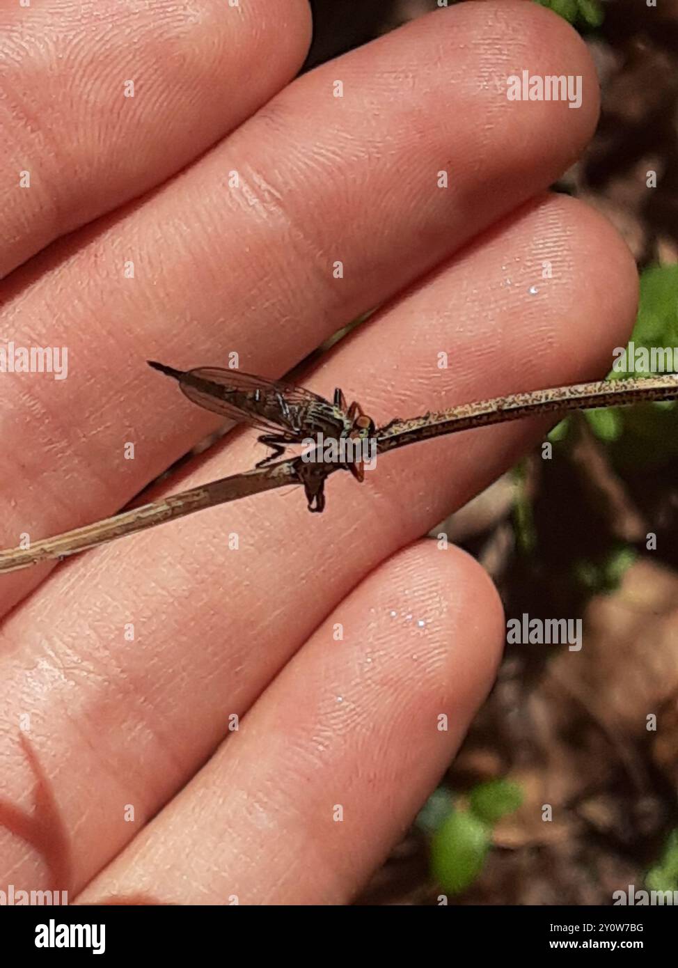 Yellow-thighed Bentbristle (Neoitamus flavofemoratus) Insecta Stock ...
