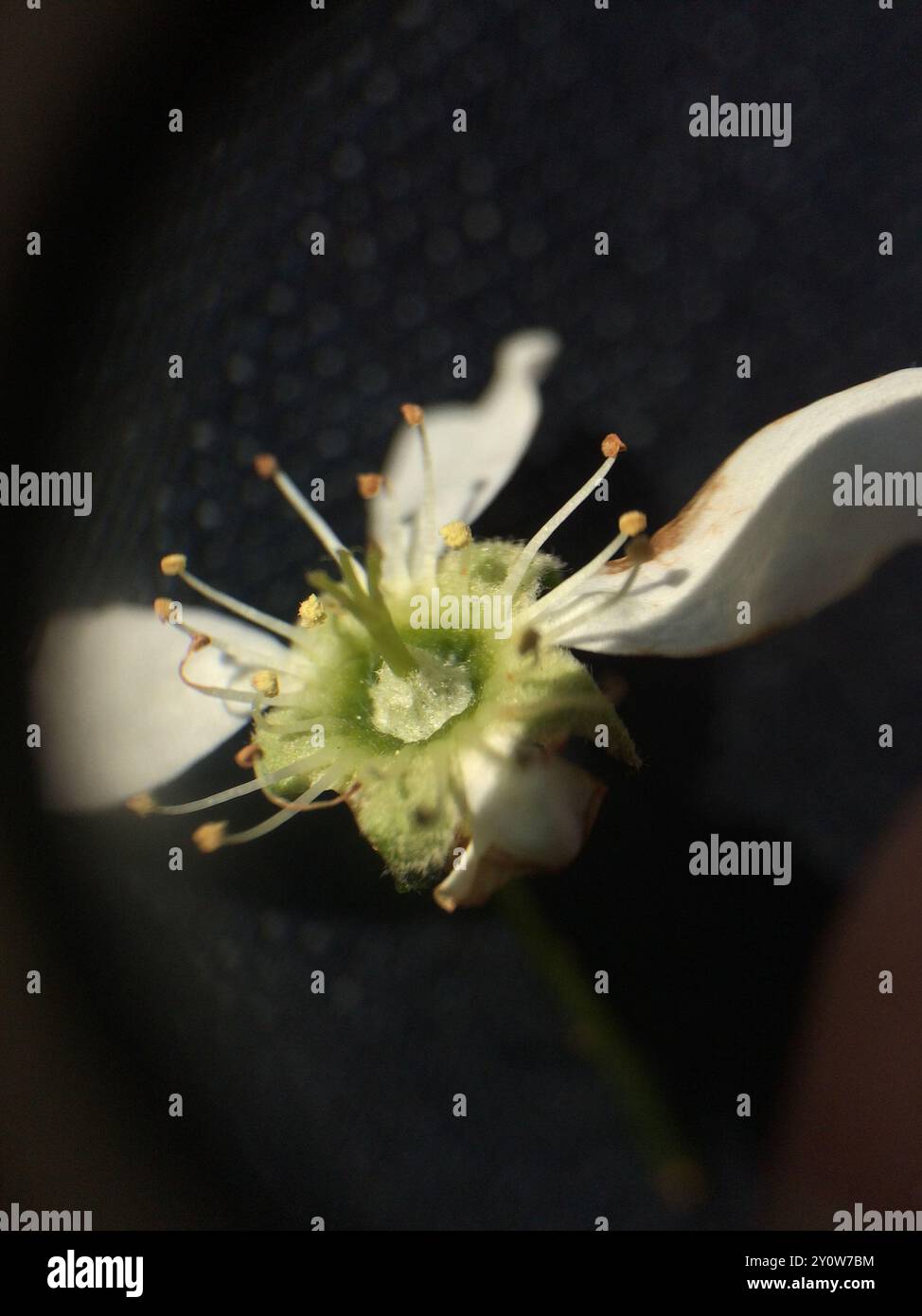 Running Serviceberry (Amelanchier stolonifera) Plantae Stock Photo - Alamy