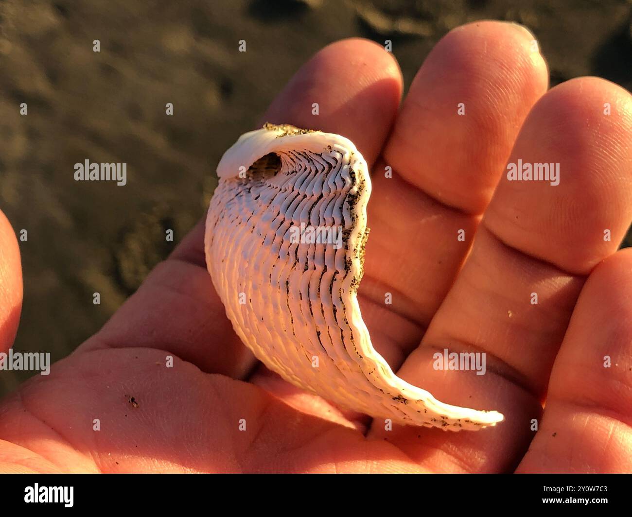 Scale-sided Piddock (Parapholas californica) Mollusca Stock Photo - Alamy