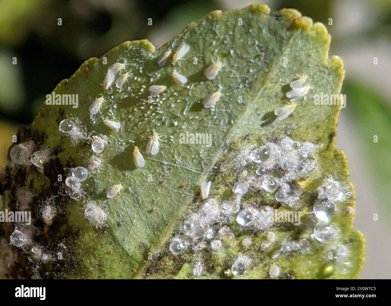 Whiteflies (Aleyrodidae) Insecta Stock Photo - Alamy