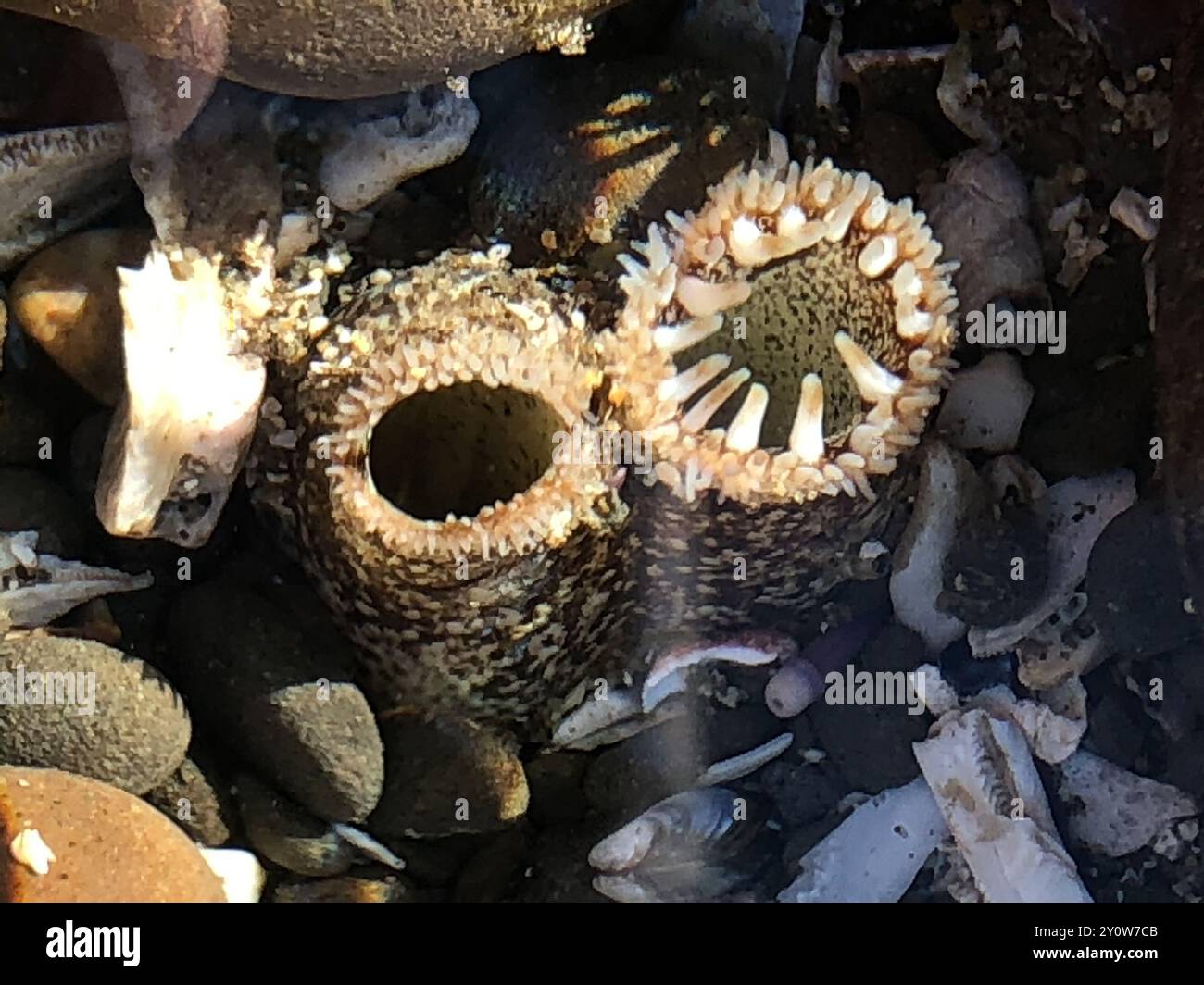 Venus Clams (Veneridae) Mollusca Stock Photo - Alamy