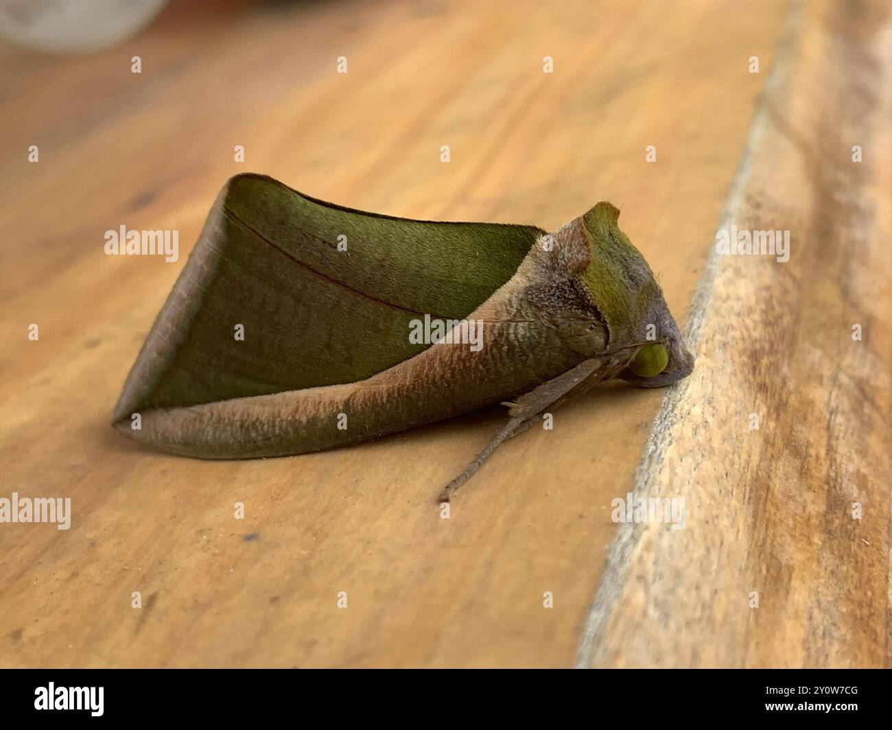 Green Fruit-piercing Moth (Eudocima salaminia) Insecta Stock Photo - Alamy