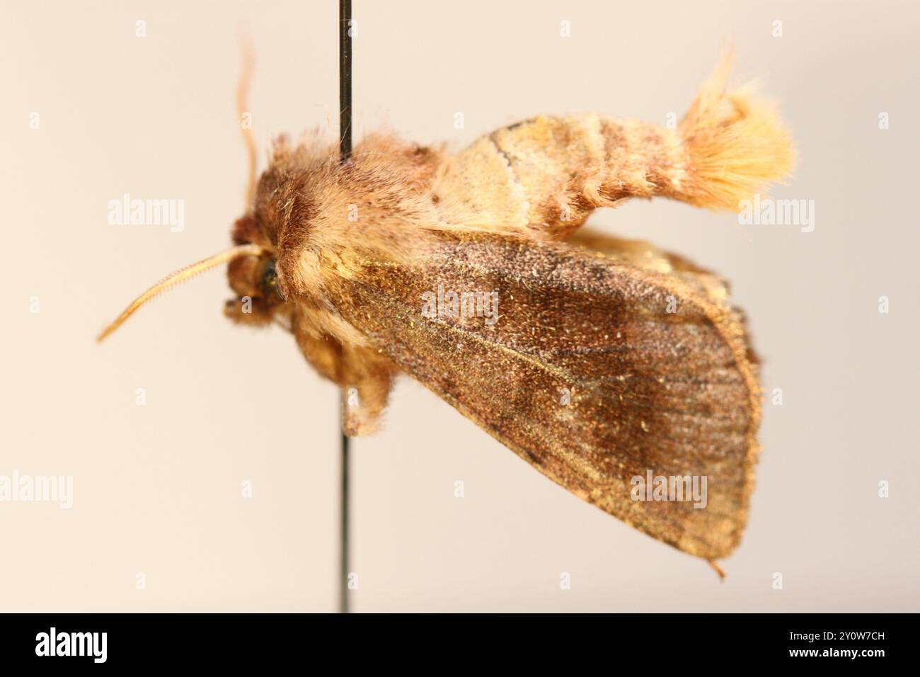 Bronzed Cutworm Moth (Nephelodes minians) Insecta Stock Photo - Alamy