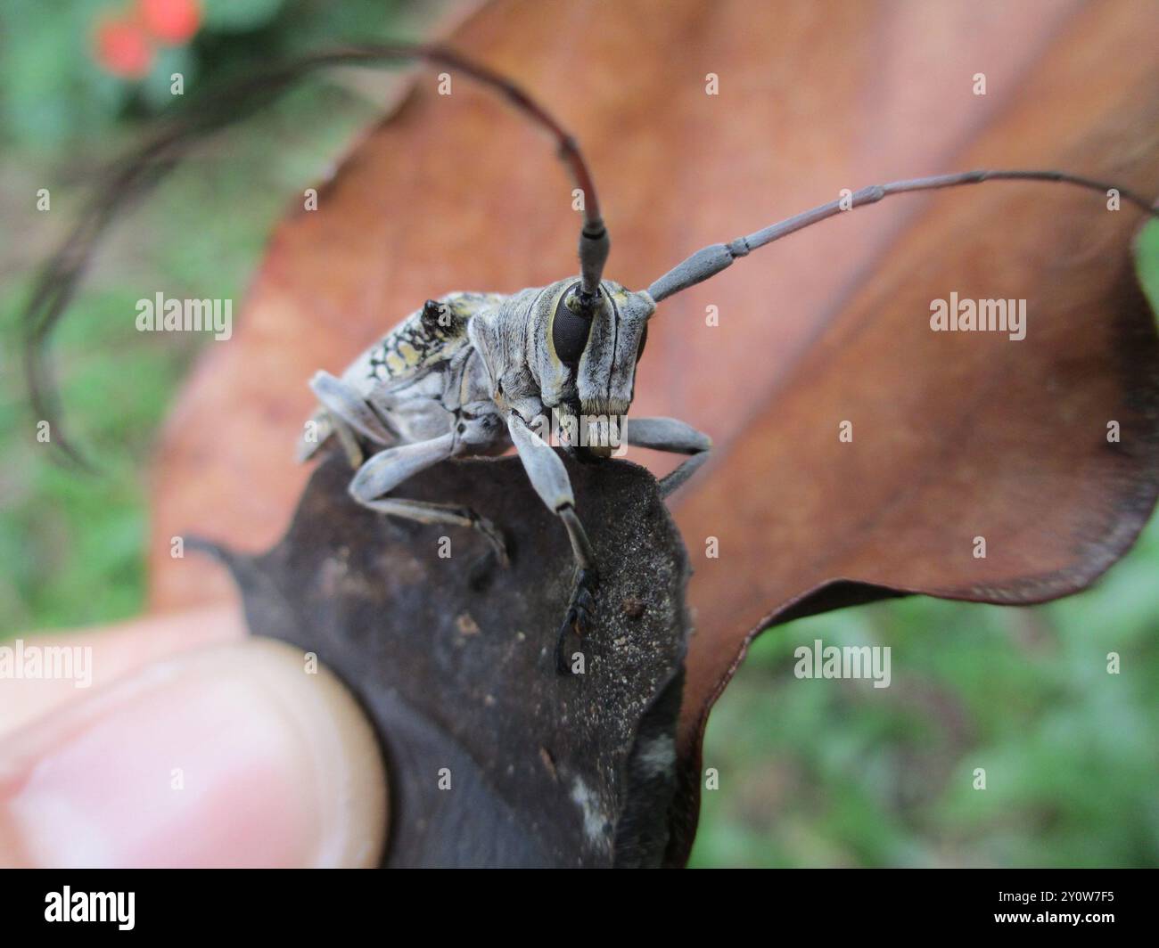 (Lochmaeocles fasciatus) Insecta Stock Photo - Alamy