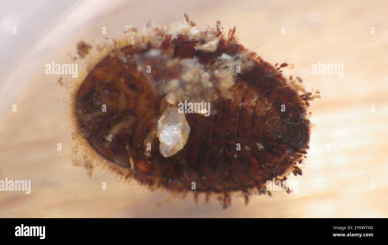 Water Penny Beetles (Psephenidae) Insecta Stock Photo - Alamy