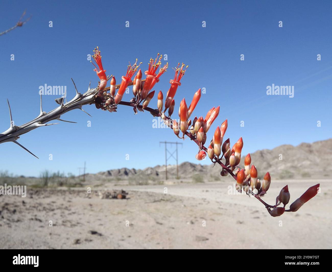 ocotillo (Fouquieria splendens) Plantae Stock Photo - Alamy
