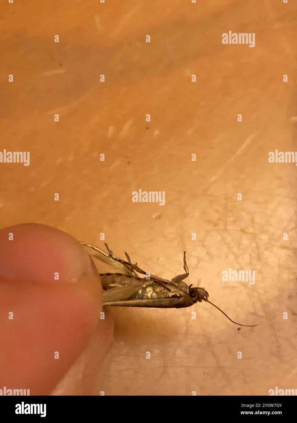 Sugar-cane Moth (Opogona sacchari) Insecta Stock Photo - Alamy