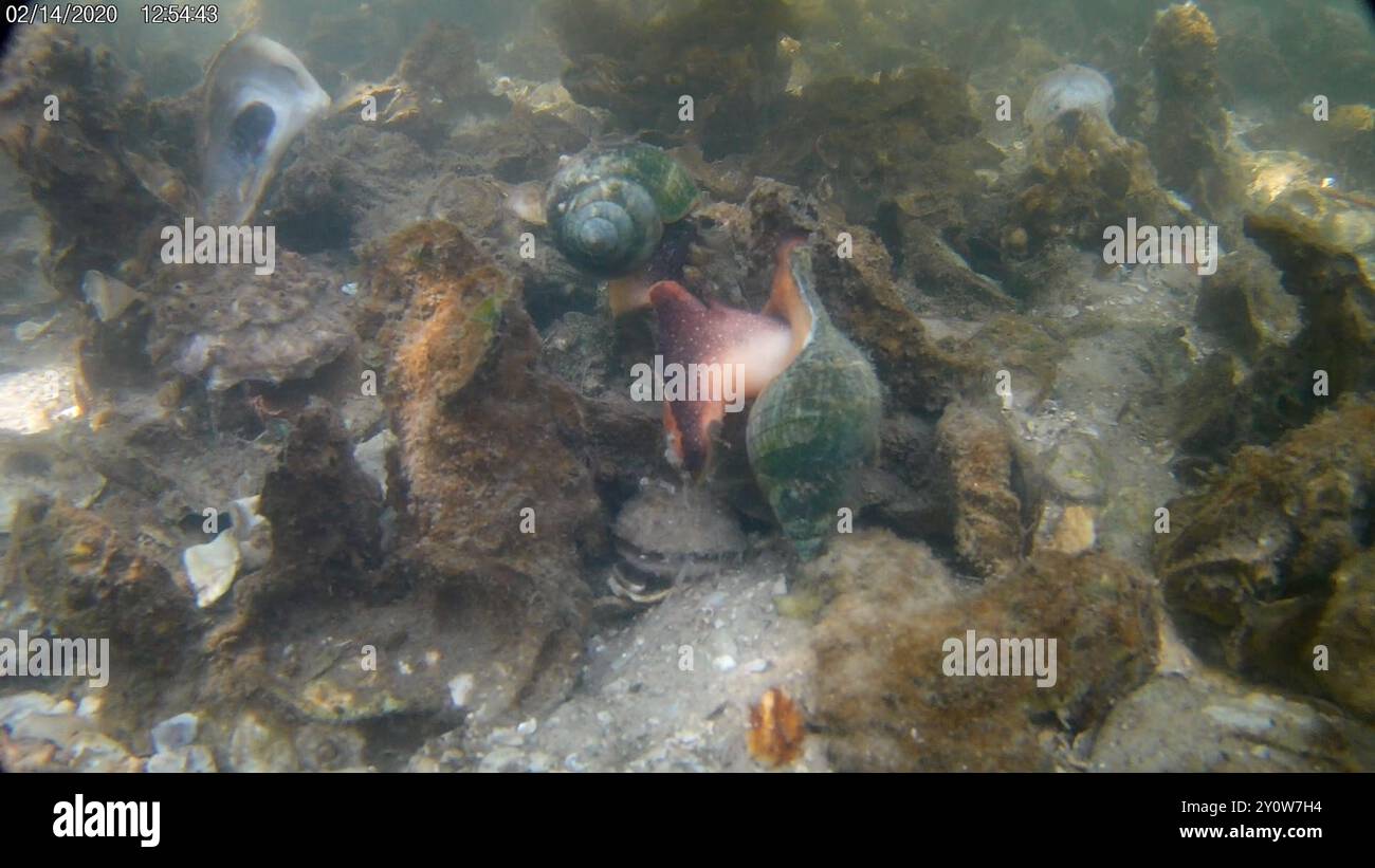 Eastern Banded Tulip (Cinctura hunteria) Mollusca Stock Photo - Alamy