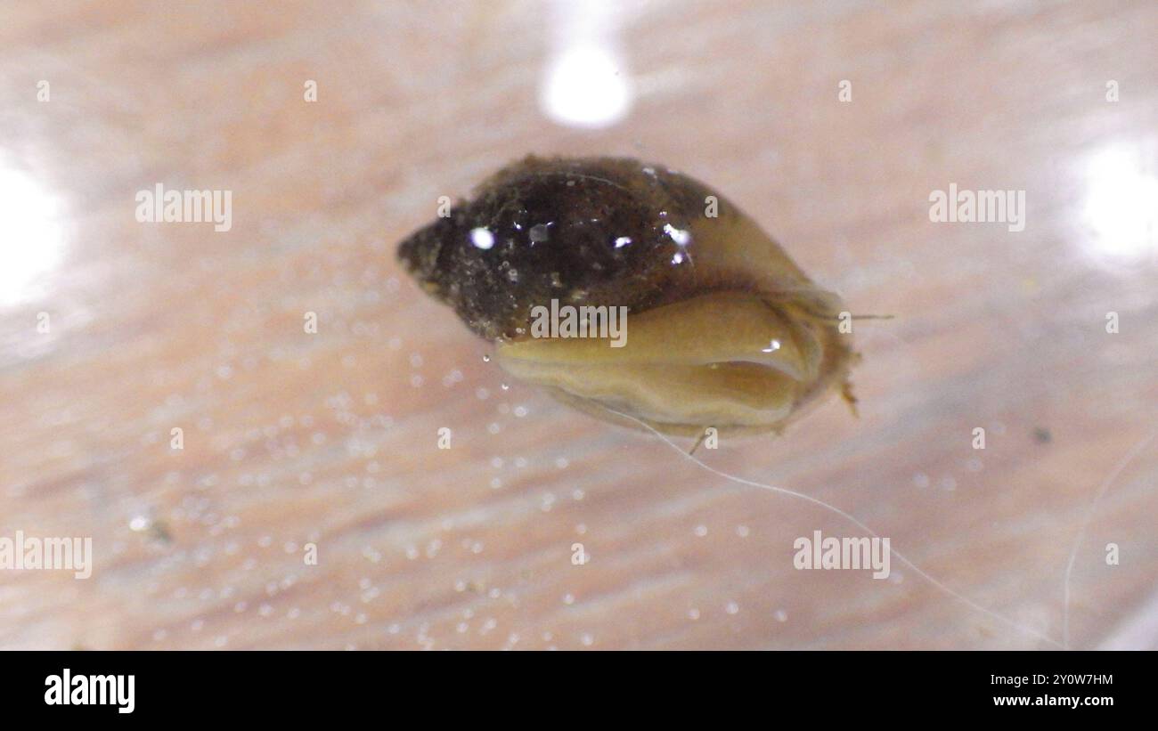 Bladder Snails (Physidae) Mollusca Stock Photo - Alamy