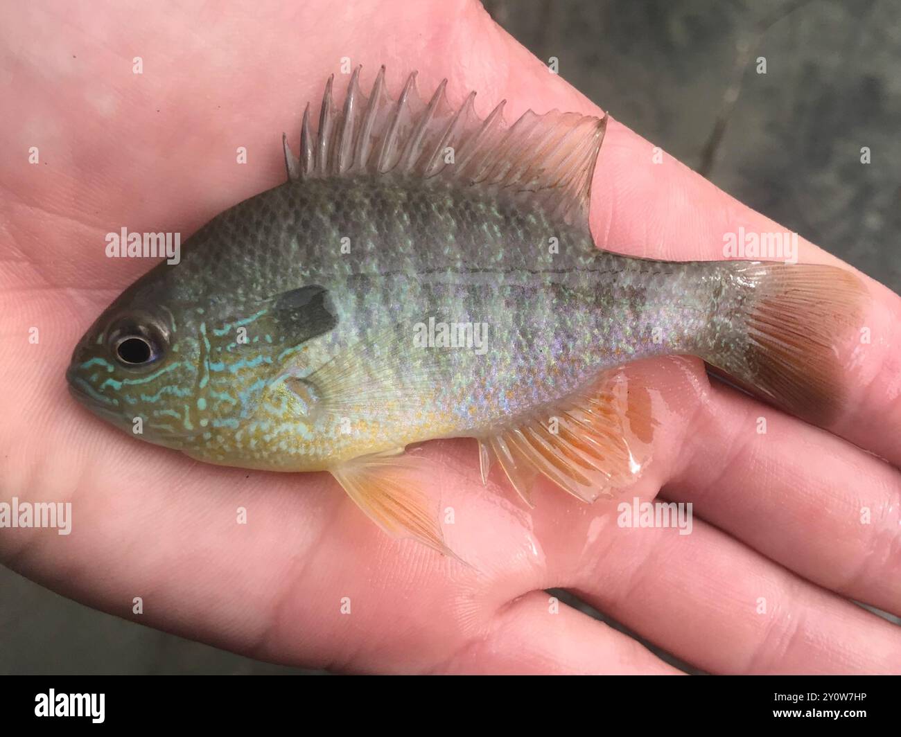 Longear Sunfish Complex (Lepomis megalotis) Actinopterygii Stock Photo ...