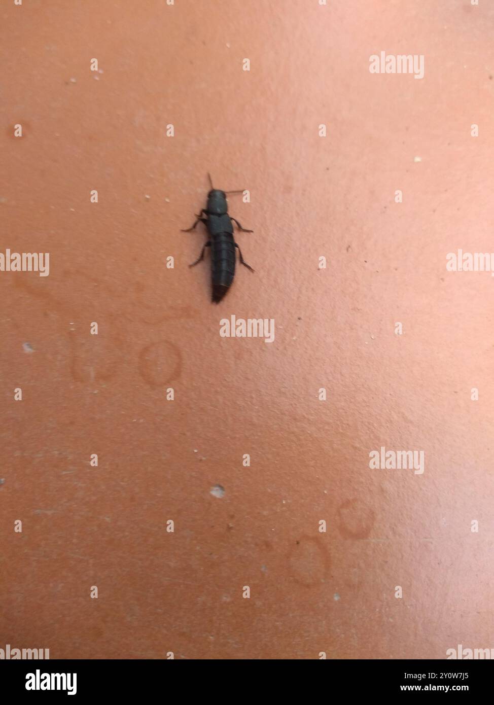 (Platydracus scabrosus) Insecta Stock Photo - Alamy