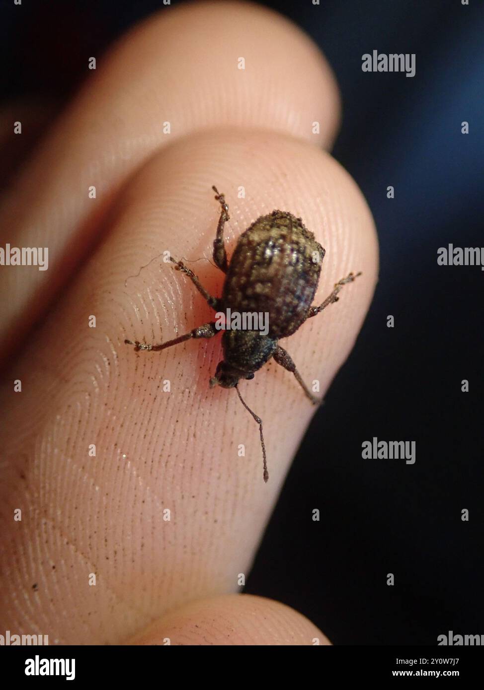 Garden Weevil (Phlyctinus callosus) Insecta Stock Photo - Alamy
