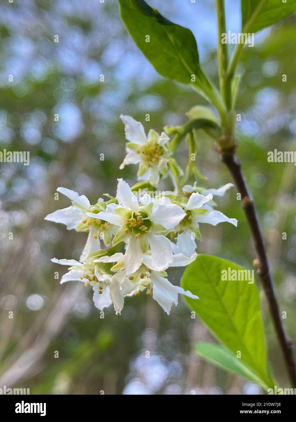 Osoberry (Oemleria cerasiformis) Plantae Stock Photo - Alamy