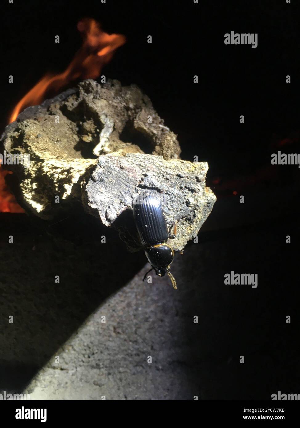 Horned Passalus Beetle (Odontotaenius disjunctus) Insecta Stock Photo ...