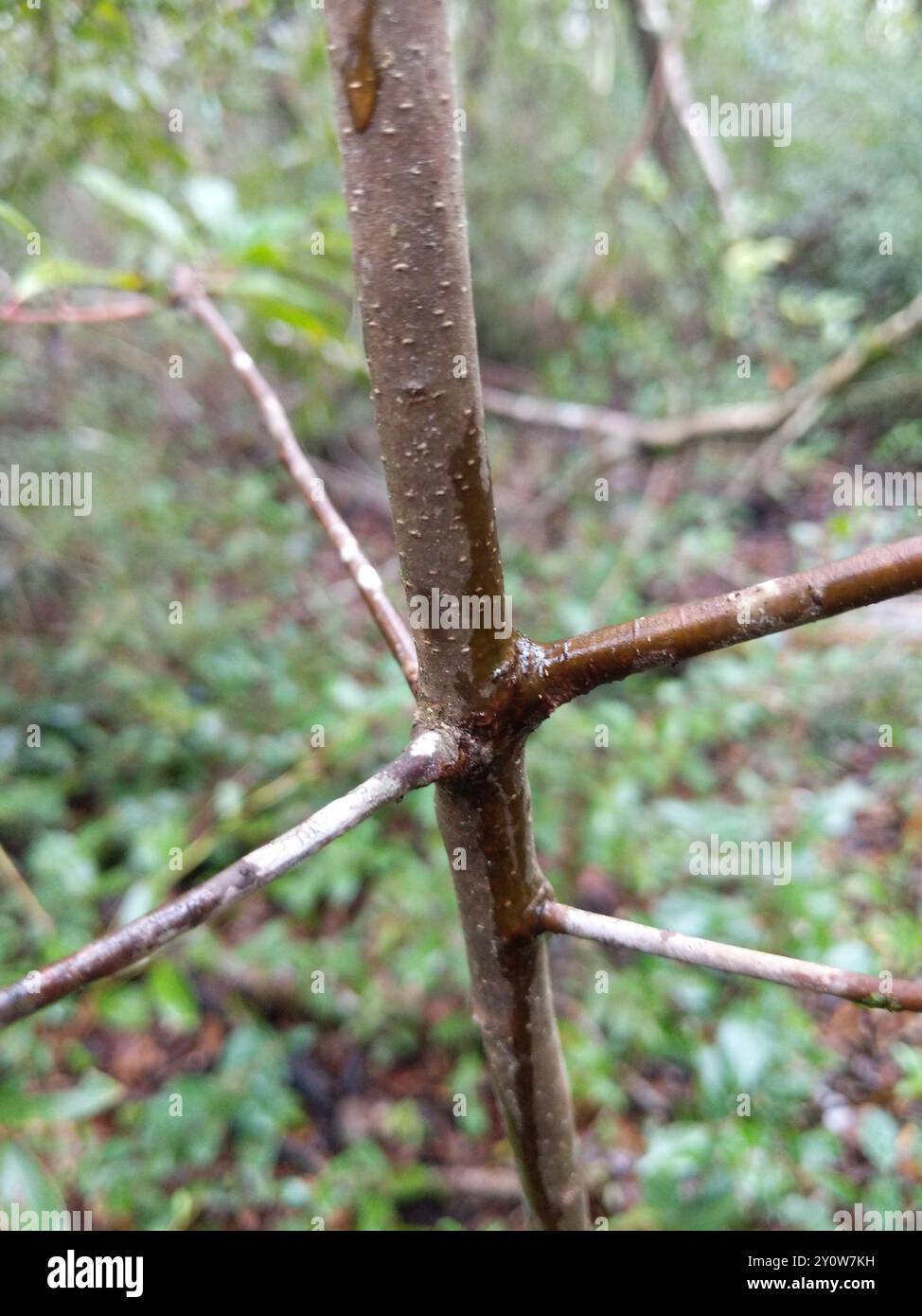 Large Gallberry (Ilex coriacea) Plantae Stock Photo - Alamy