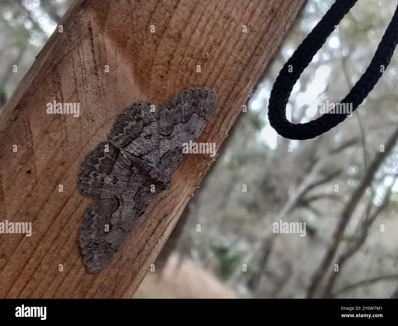 Brown-shaded Gray (Iridopsis defectaria) Insecta Stock Photo - Alamy