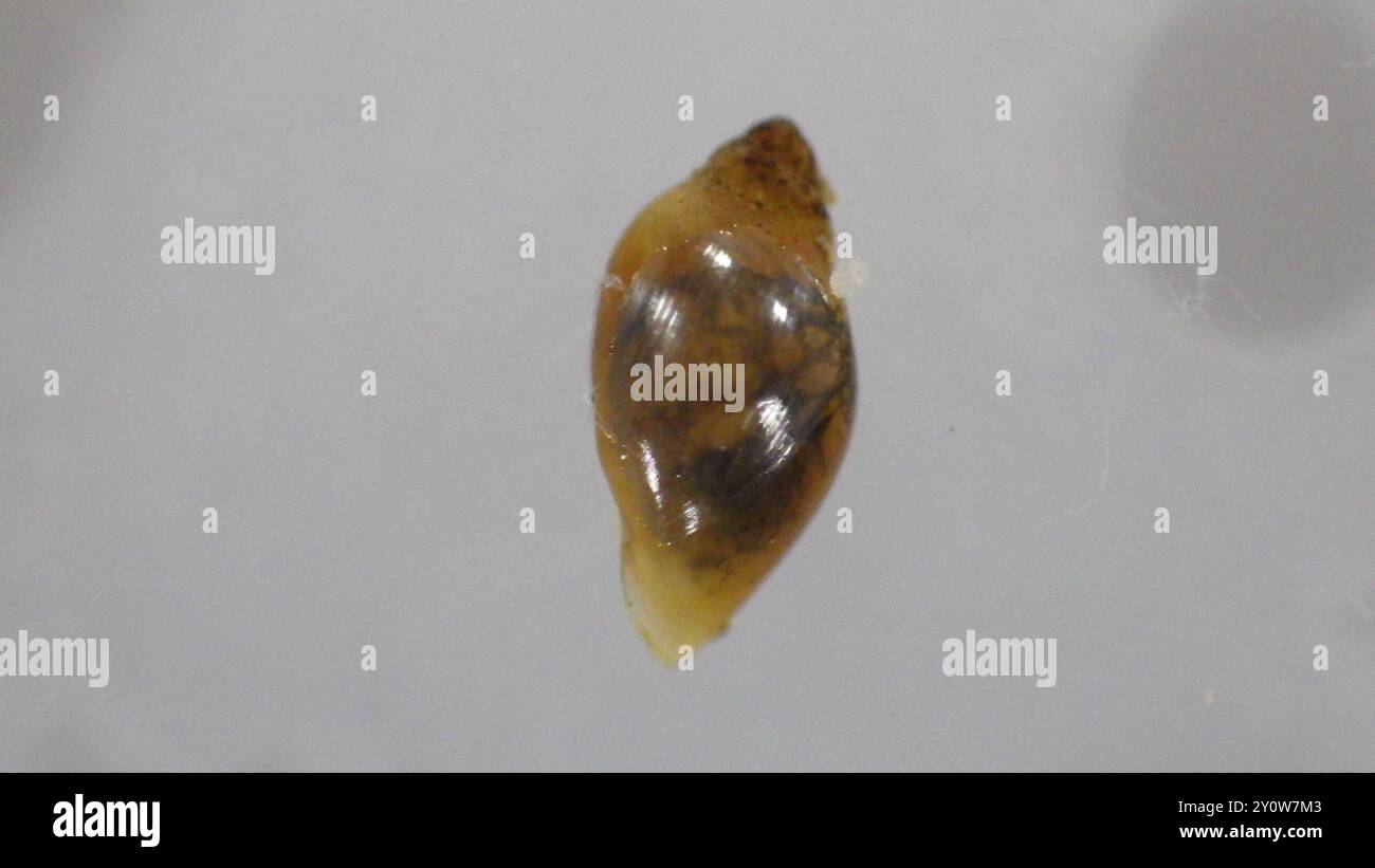 Physidae snails hi-res stock photography and images - Alamy