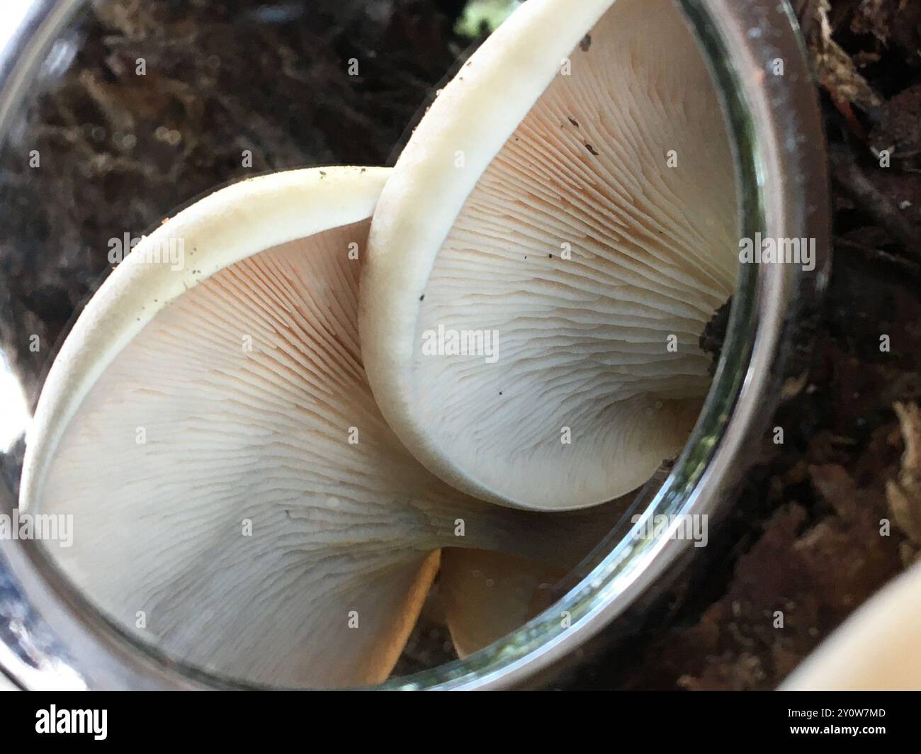 ghost fungus (Omphalotus nidiformis) Fungi Stock Photo - Alamy