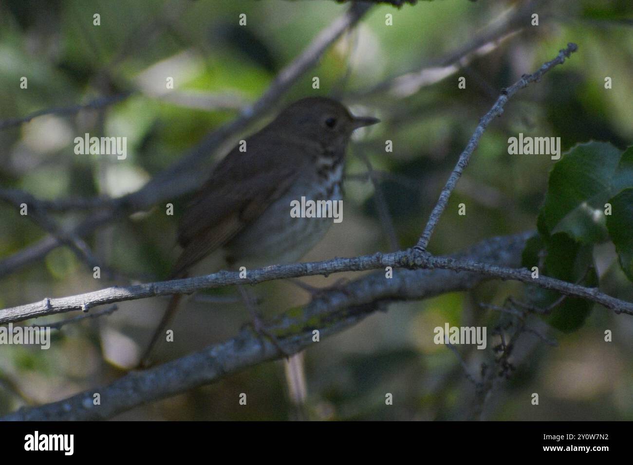 Hermit Thrush (Catharus guttatus) Aves Stock Photo - Alamy