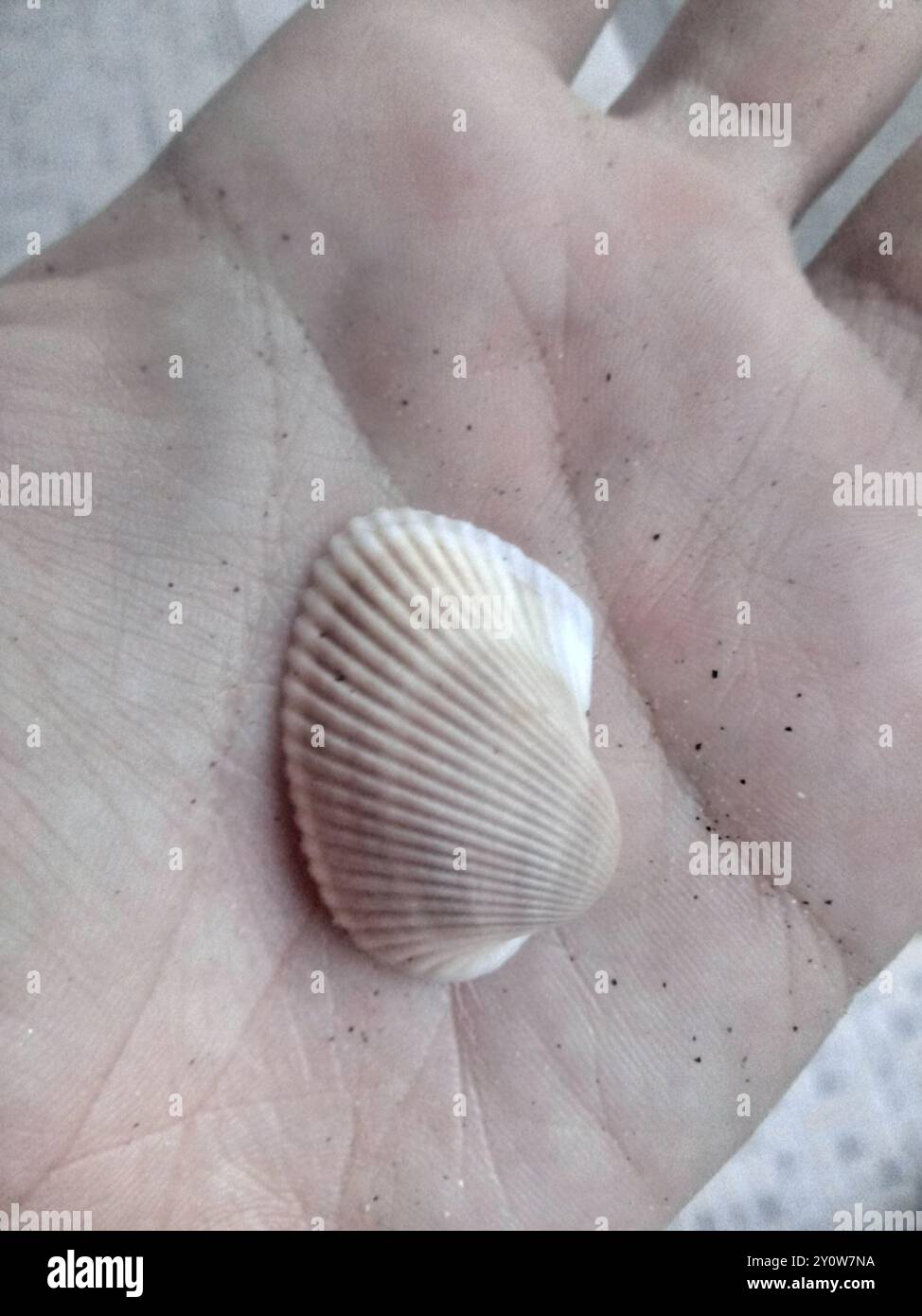 Blood Ark (Lunarca ovalis) Mollusca Stock Photo - Alamy