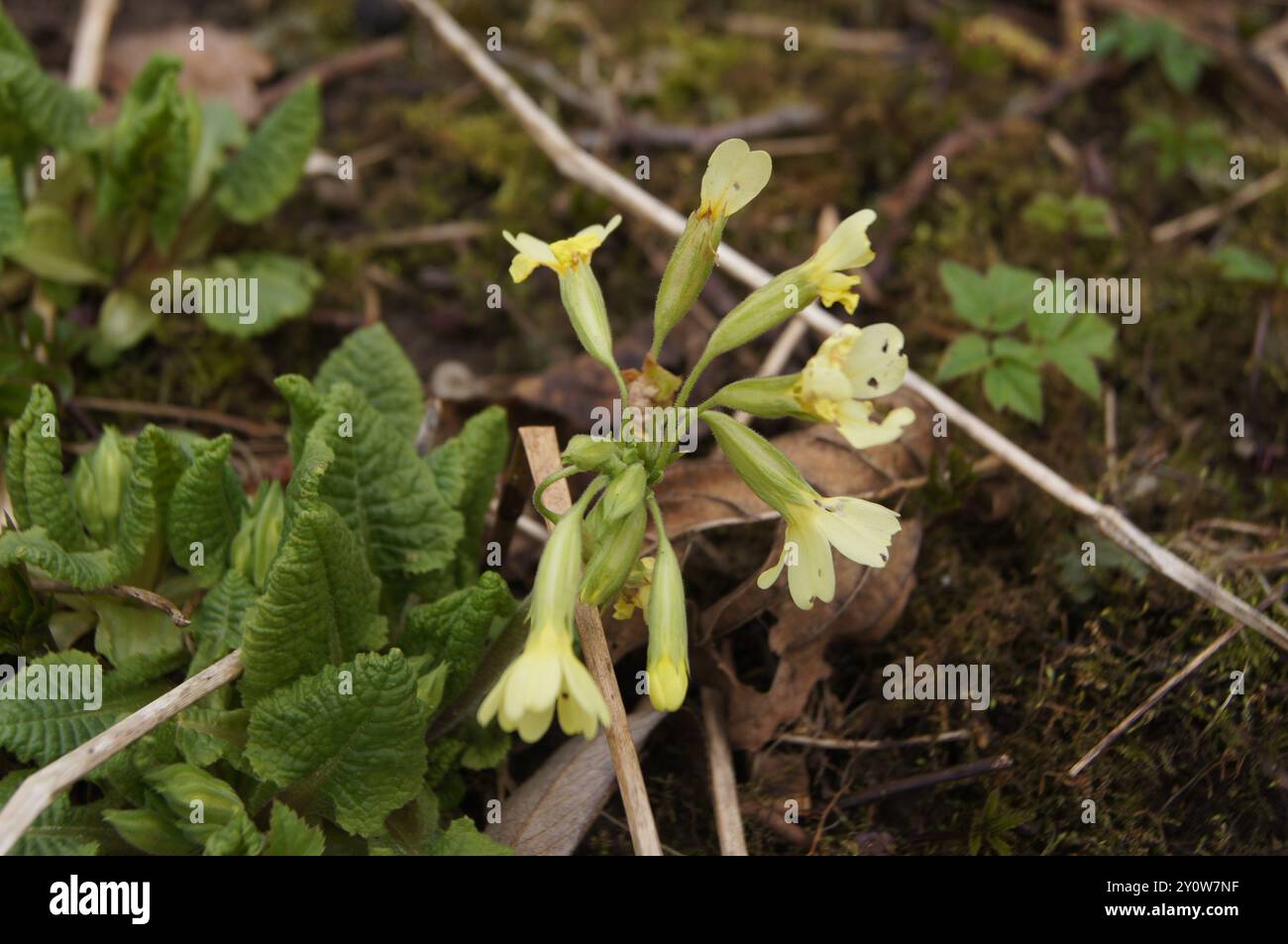 Oxlip (Primula elatior) Plantae Stock Photo - Alamy