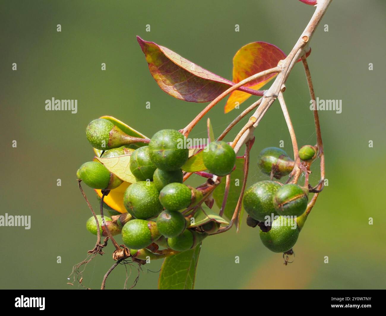 scrambling clerodendrum (Volkameria inermis) Plantae Stock Photo - Alamy