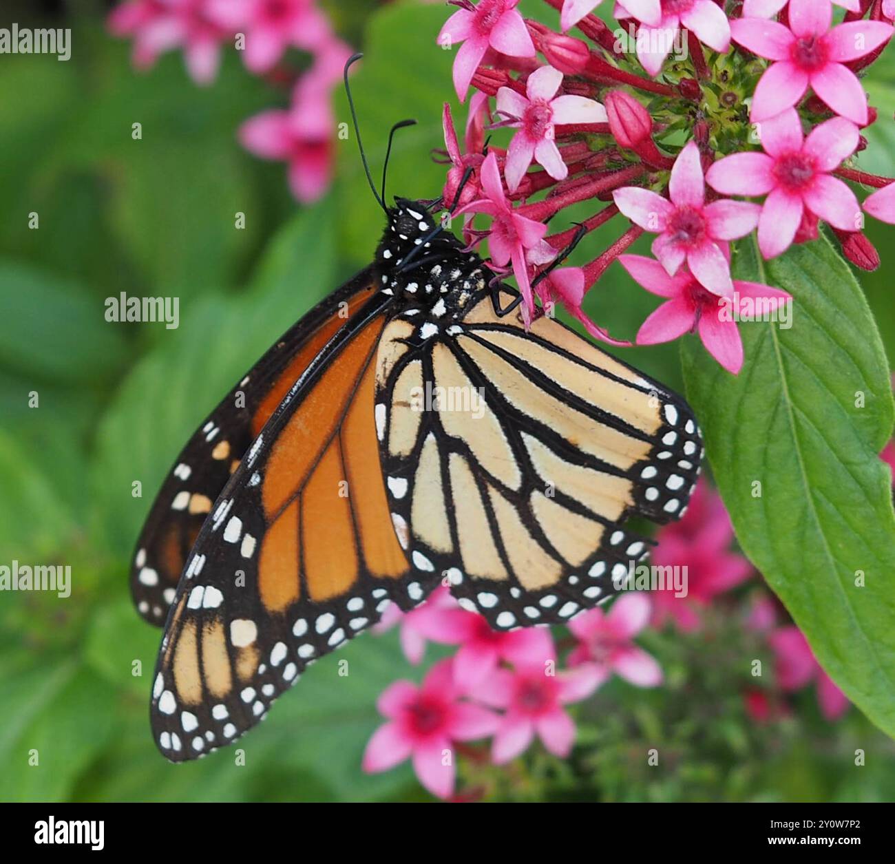 Monarch (Danaus plexippus) Insecta Stock Photo - Alamy