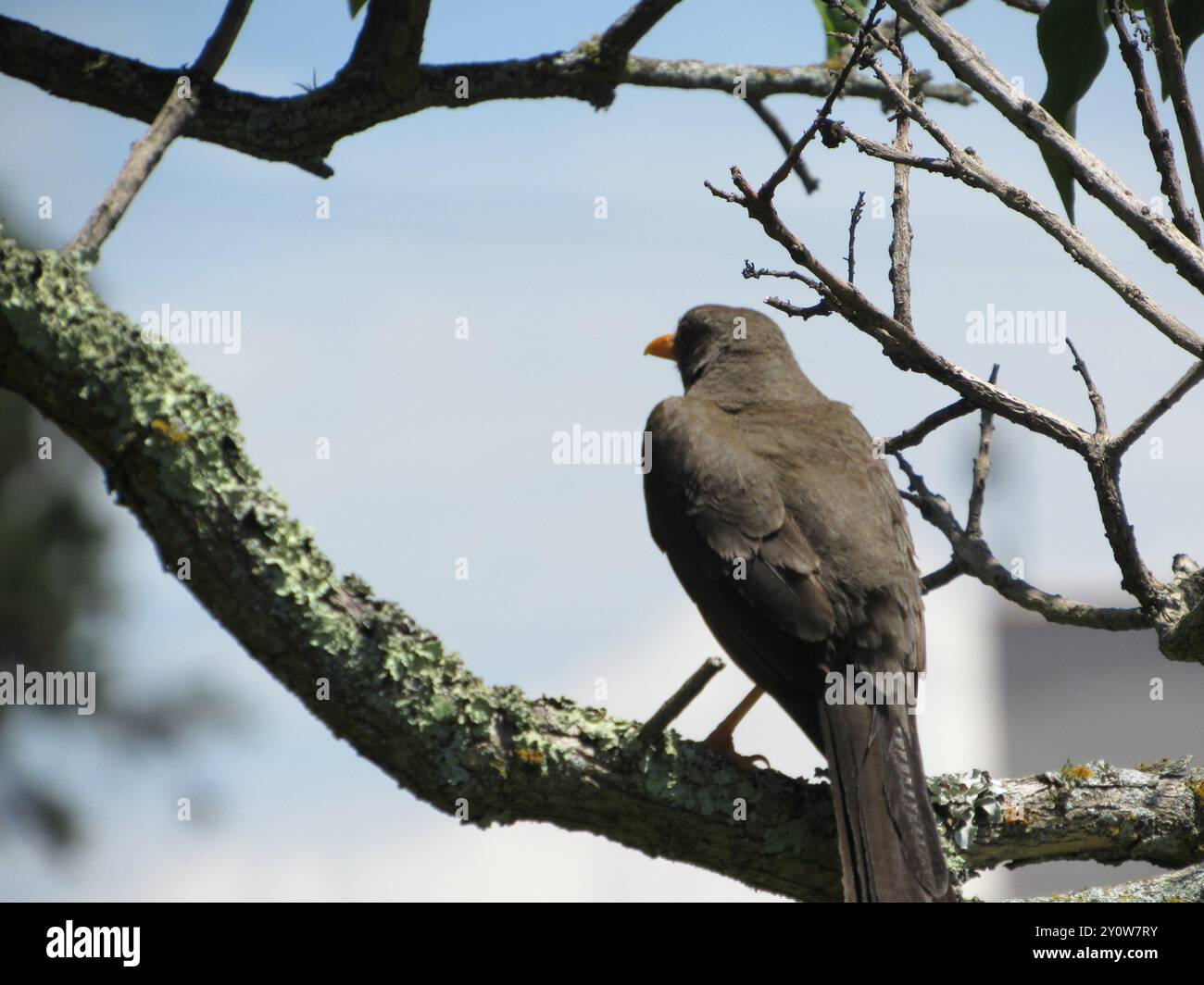 Great Thrush (Turdus fuscater) Aves Stock Photo - Alamy