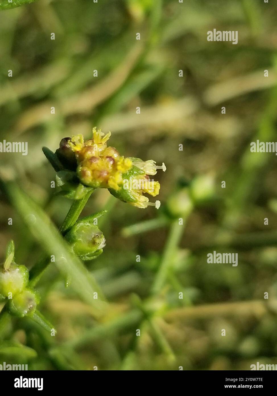 Cheesebush (Ambrosia salsola) Plantae Stock Photo - Alamy