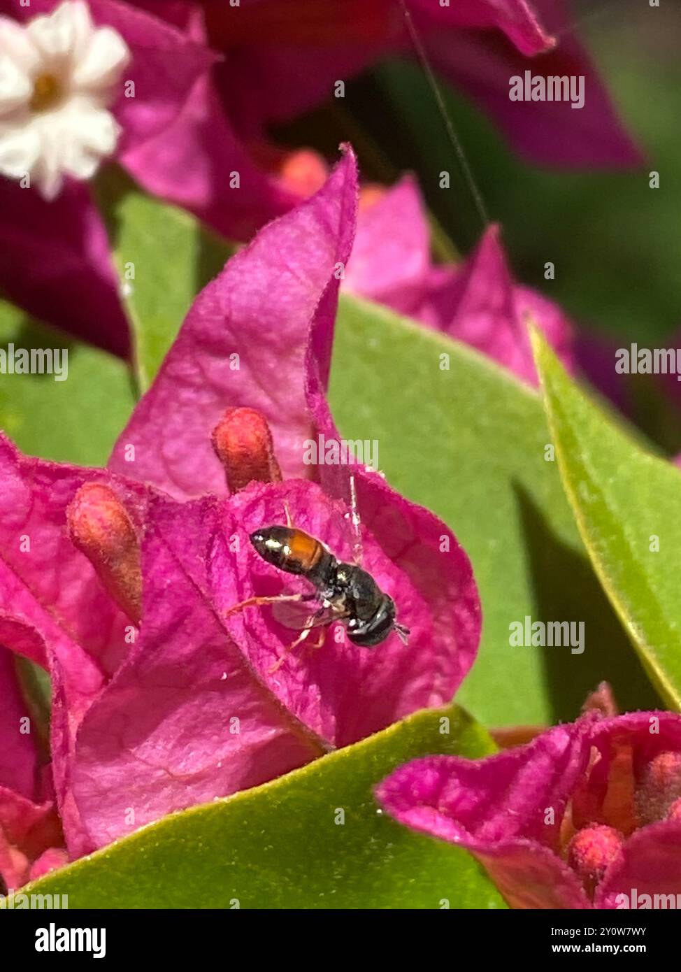 (Paragus tibialis) Insecta Stock Photo - Alamy