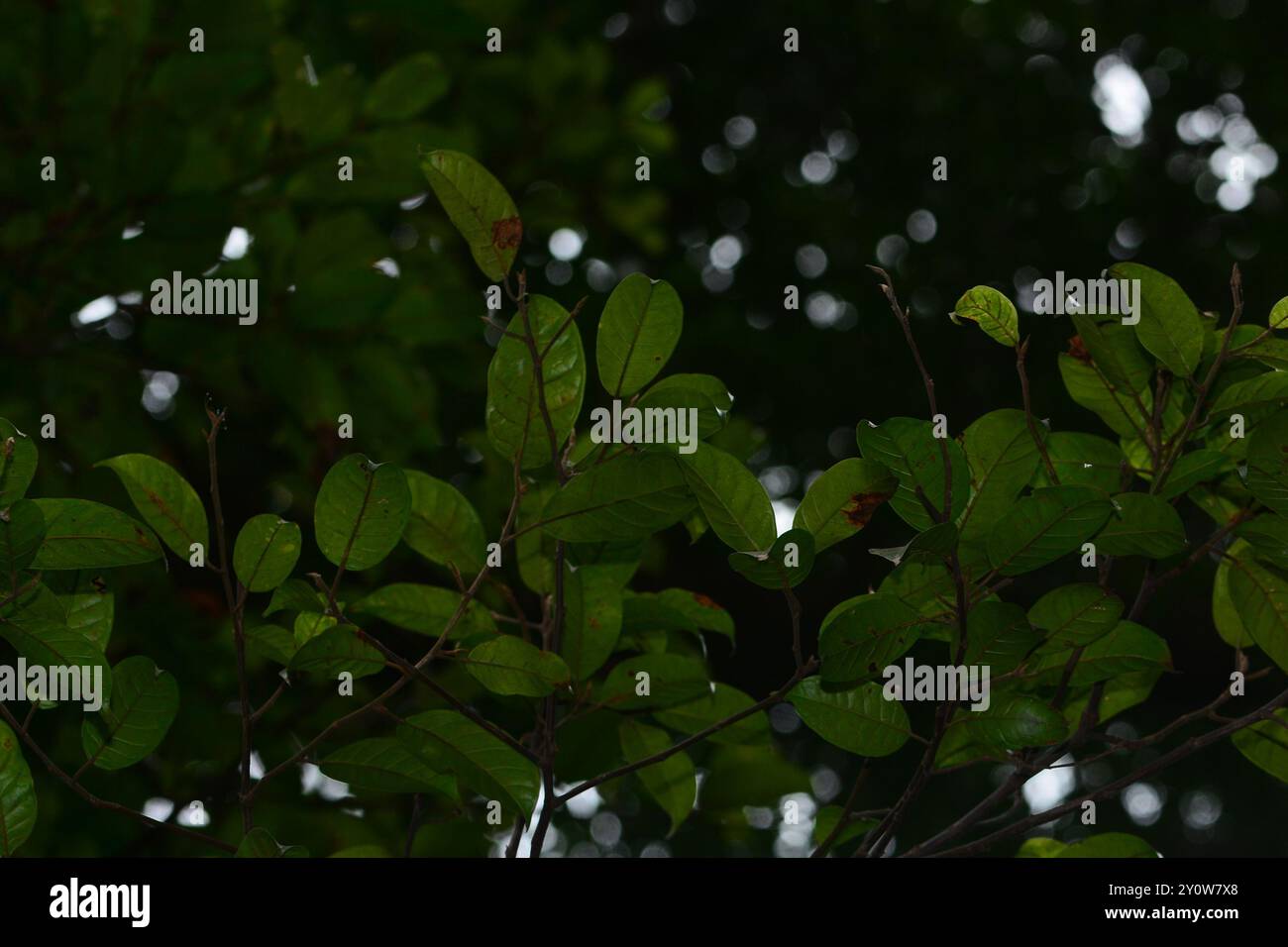 (Ficus nervosa) Plantae Stock Photo - Alamy