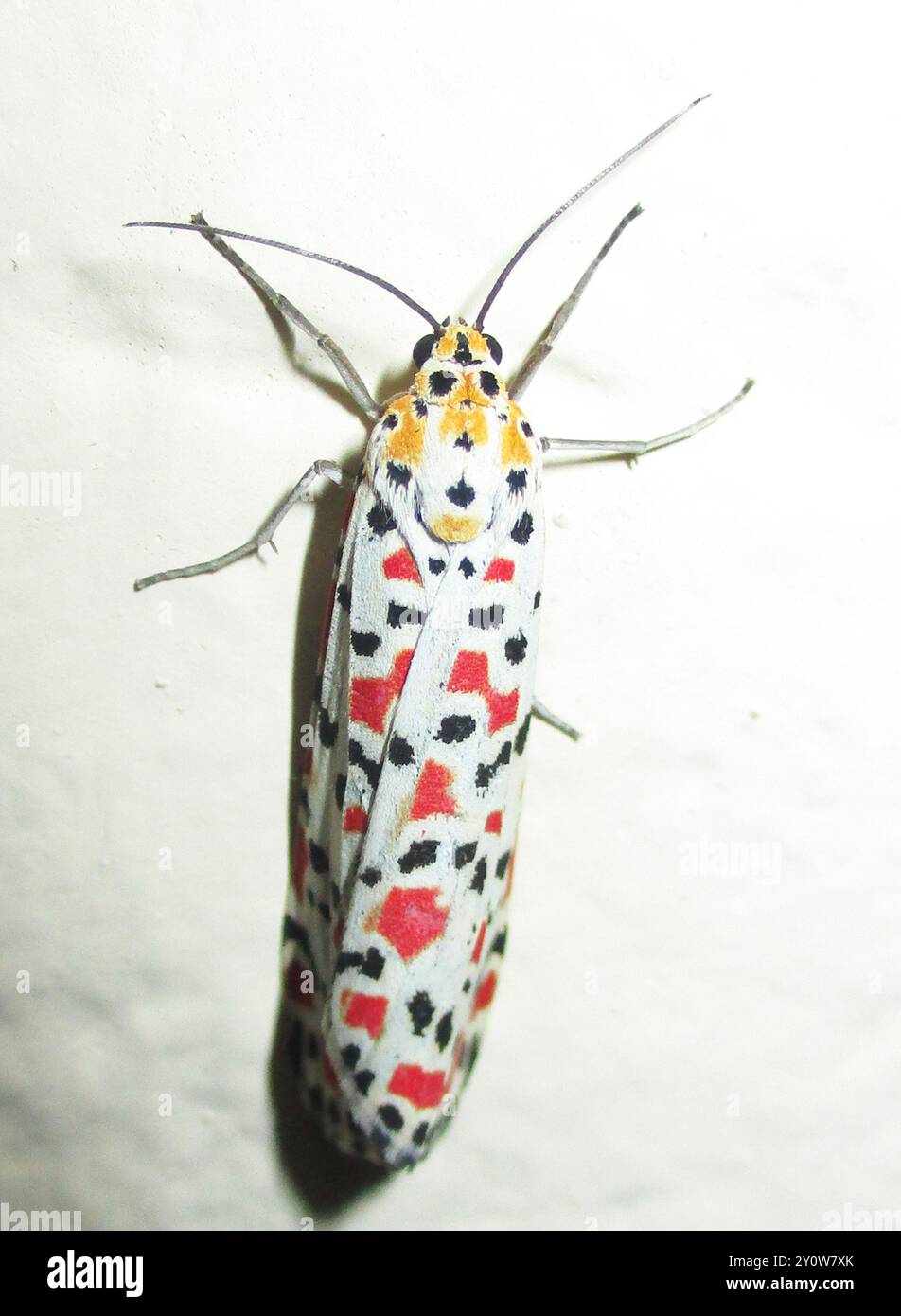 Crimson-speckled Flunkey (Utetheisa pulchella) Insecta Stock Photo - Alamy