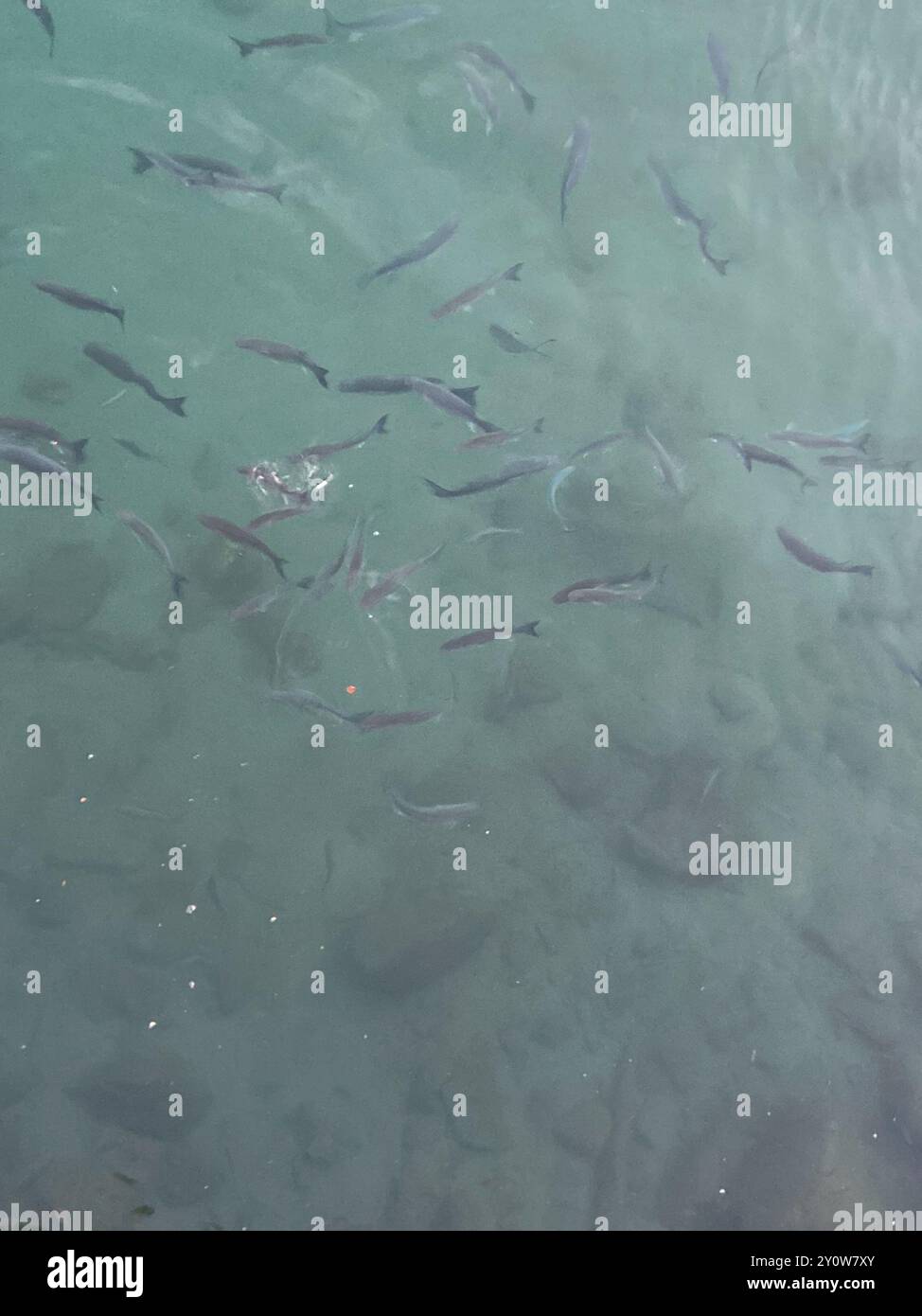 Mullets (Mugilidae) Actinopterygii Stock Photo - Alamy