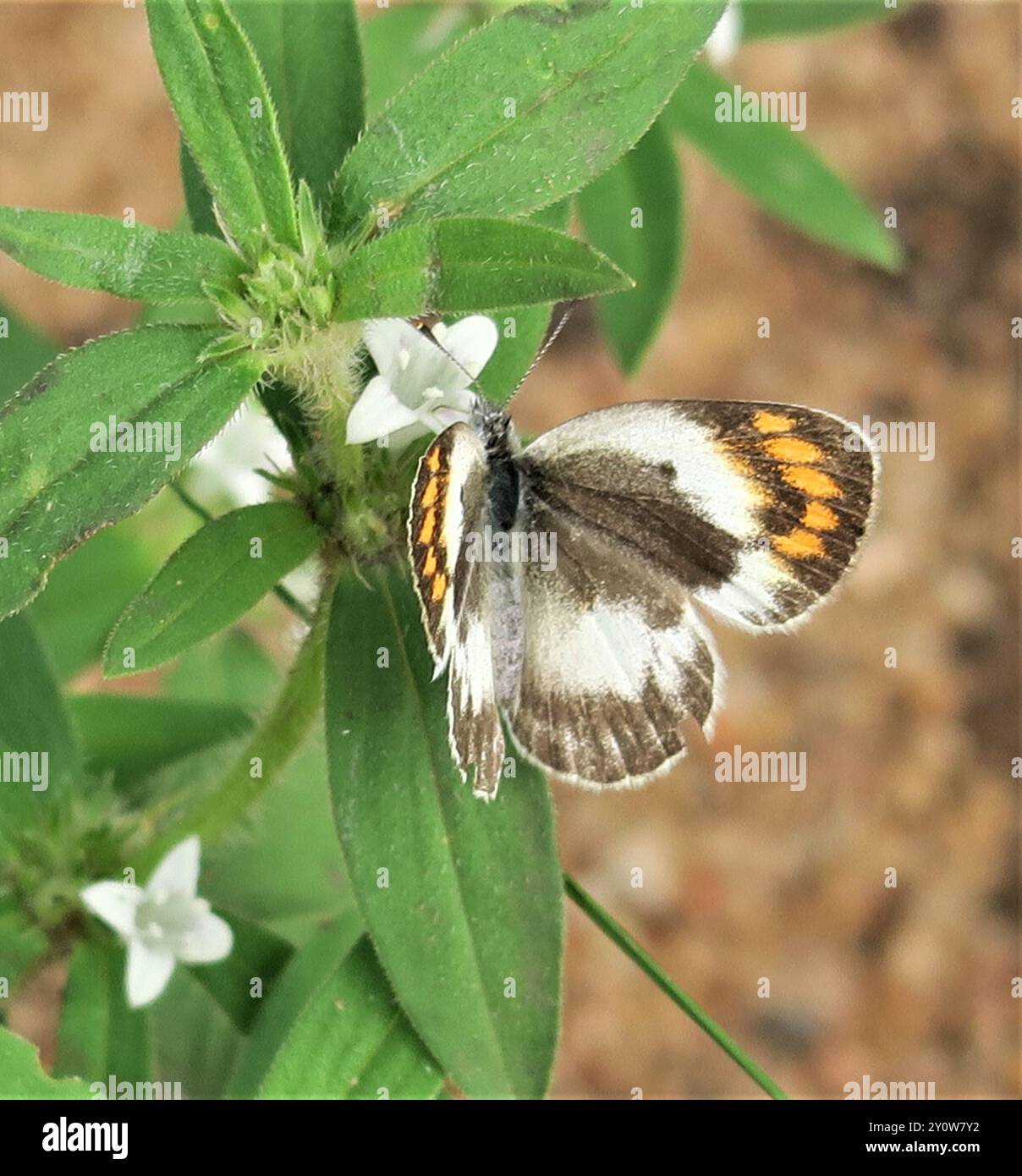 Desert Orange Tip (Colotis evagore) Insecta Stock Photo - Alamy