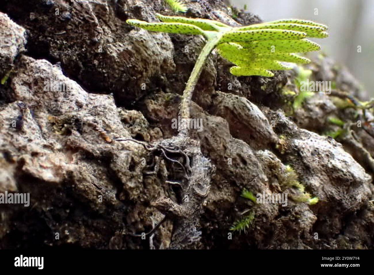 resurrection fern (Pleopeltis michauxiana) Plantae Stock Photo - Alamy