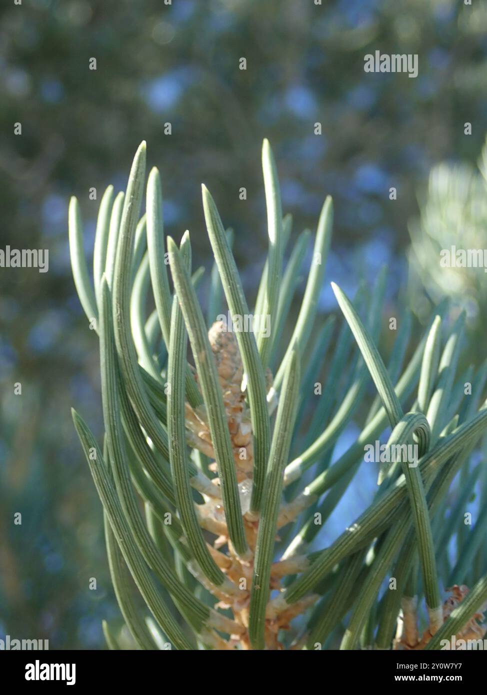 singleleaf pinyon (Pinus monophylla) Plantae Stock Photo - Alamy