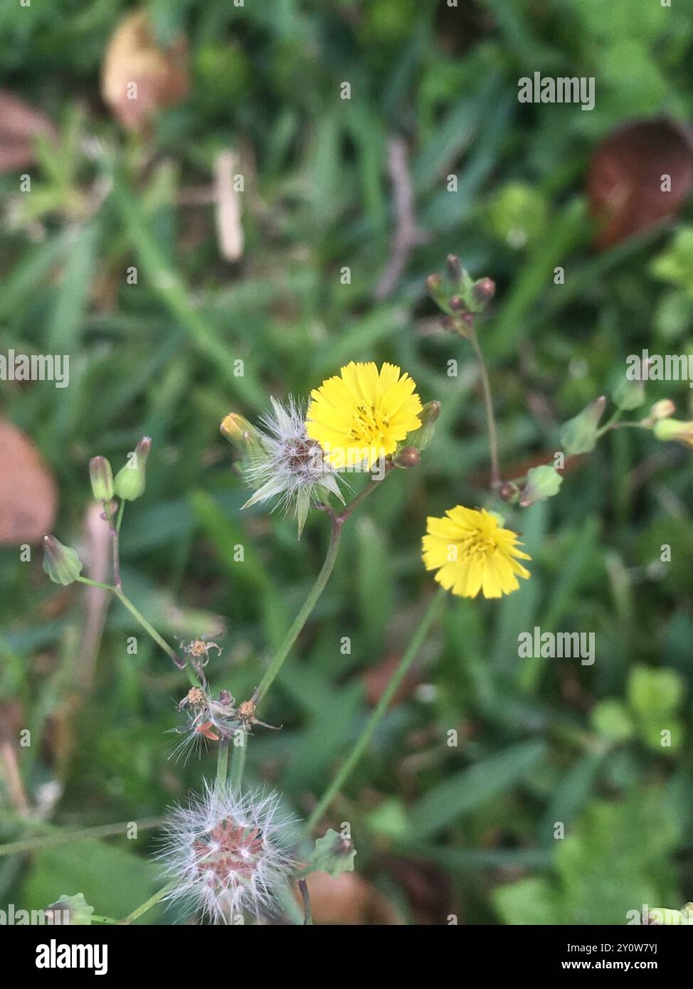 Oriental false hawksbeard (Youngia japonica) Plantae Stock Photo - Alamy