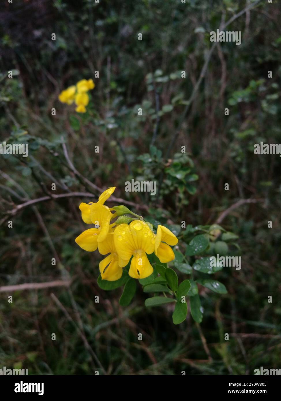 Scorpion Senna (Hippocrepis emerus) Plantae Stock Photo - Alamy