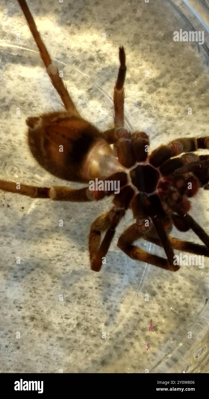 Brazilian Wandering Spider (Phoneutria nigriventer) Arachnida Stock ...