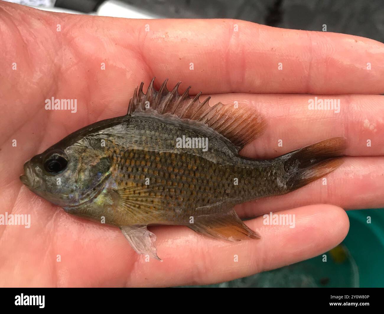 Redspotted Sunfish (Lepomis miniatus) Actinopterygii Stock Photo - Alamy