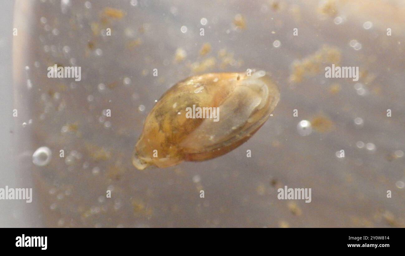Bladder Snails (Physidae) Mollusca Stock Photo - Alamy