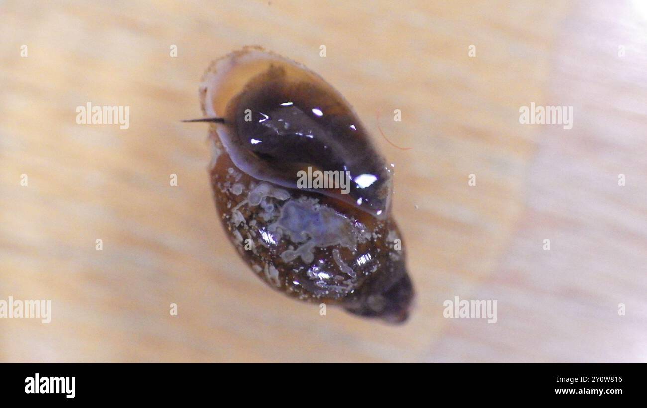 Bladder Snails (Physidae) Mollusca Stock Photo - Alamy