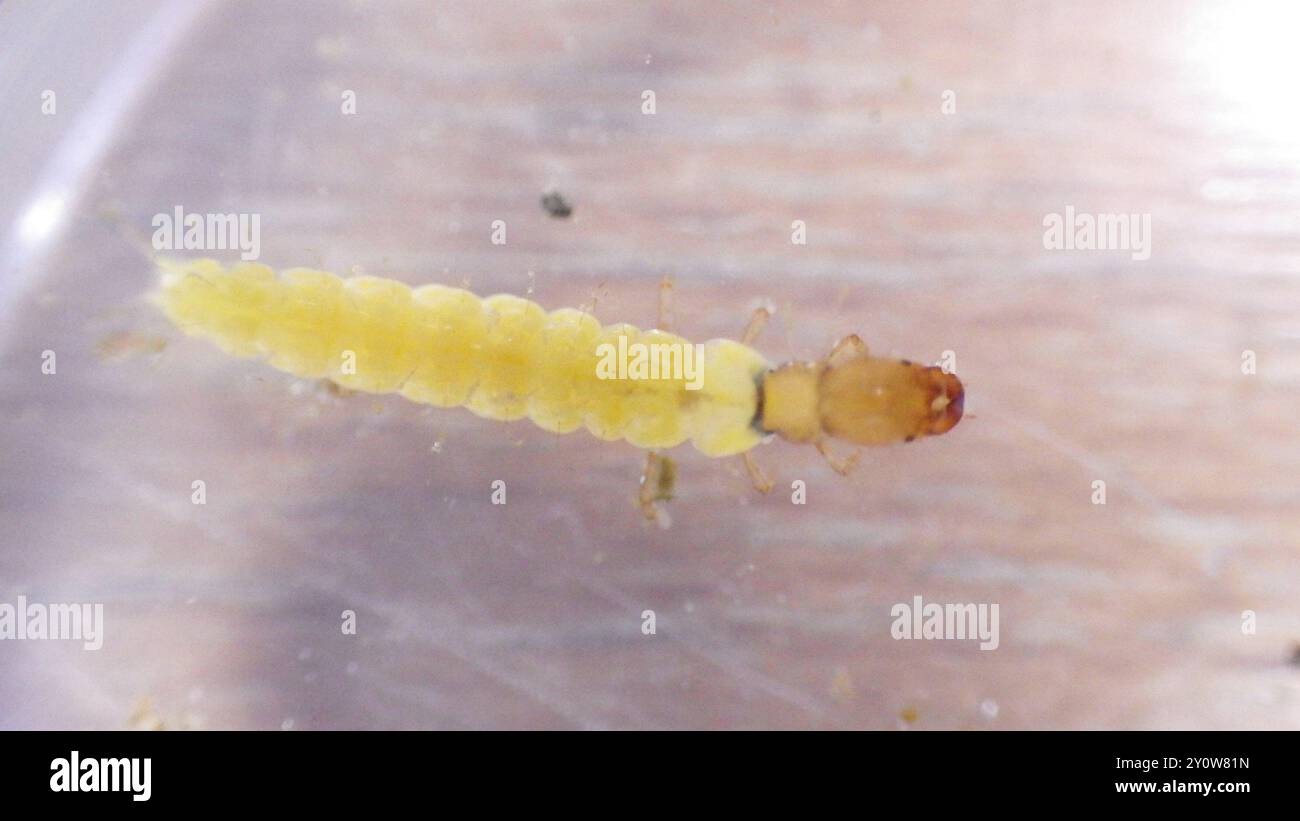 Little Black Caddisflies (Chimarra) Insecta Stock Photo - Alamy