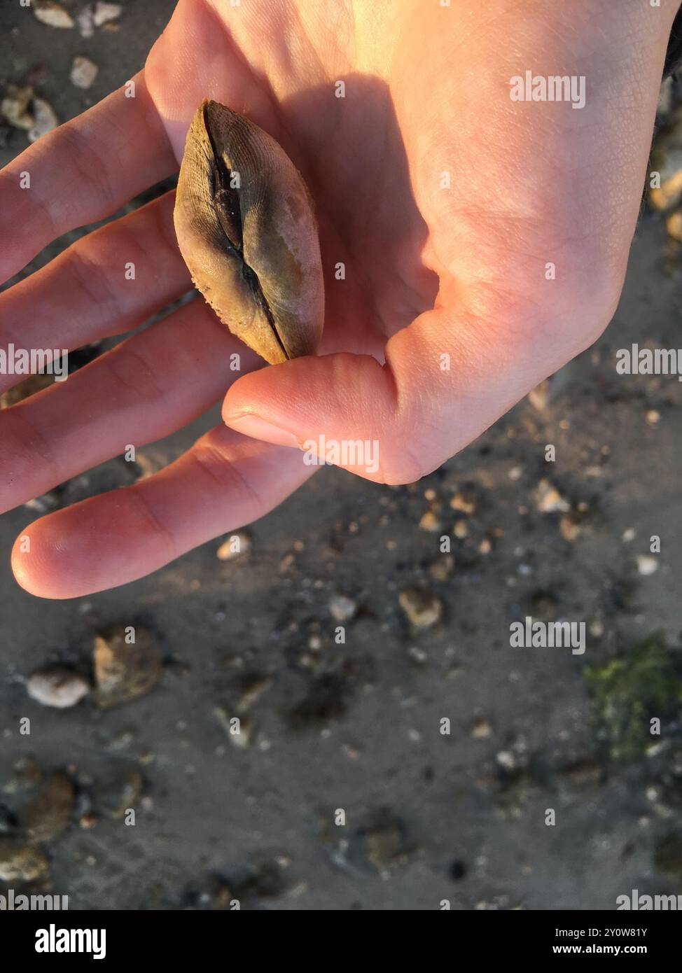 Gaudy Sanguin (Asaphis deflorata) Mollusca Stock Photo - Alamy