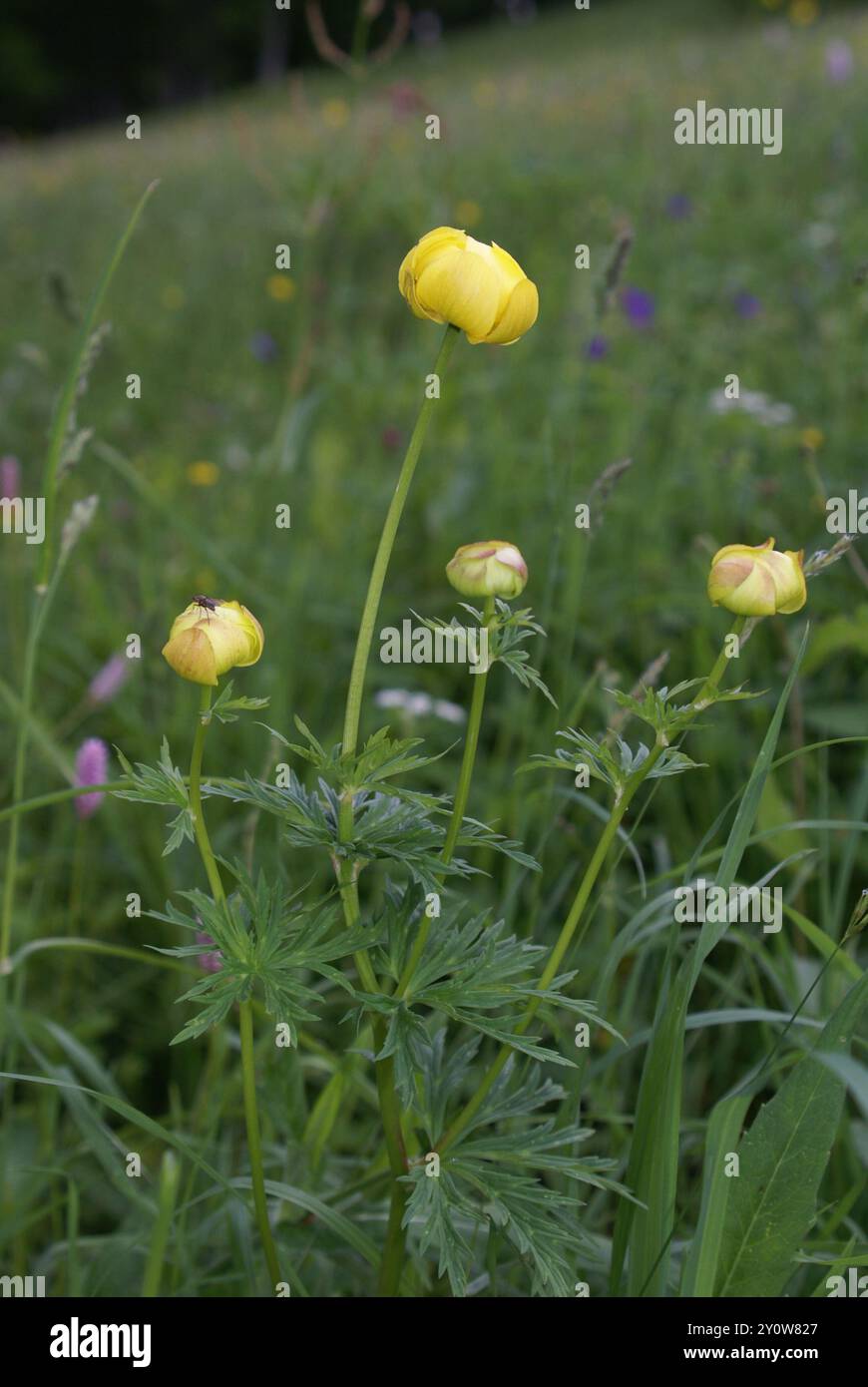 European Globeflower (Trollius europaeus) Plantae Stock Photo - Alamy