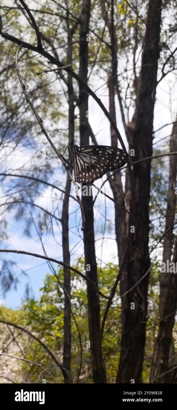 Blue Wanderer (Tirumala hamata) Insecta Stock Photo - Alamy