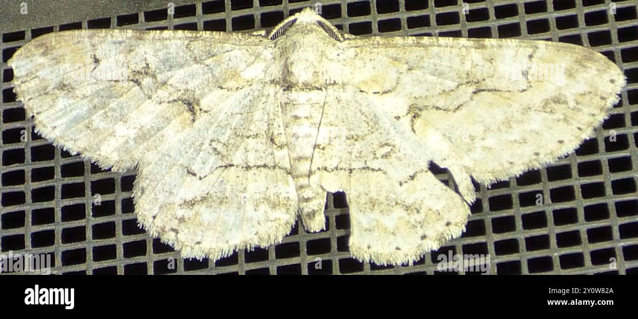 Brown-shaded Gray (Iridopsis defectaria) Insecta Stock Photo - Alamy