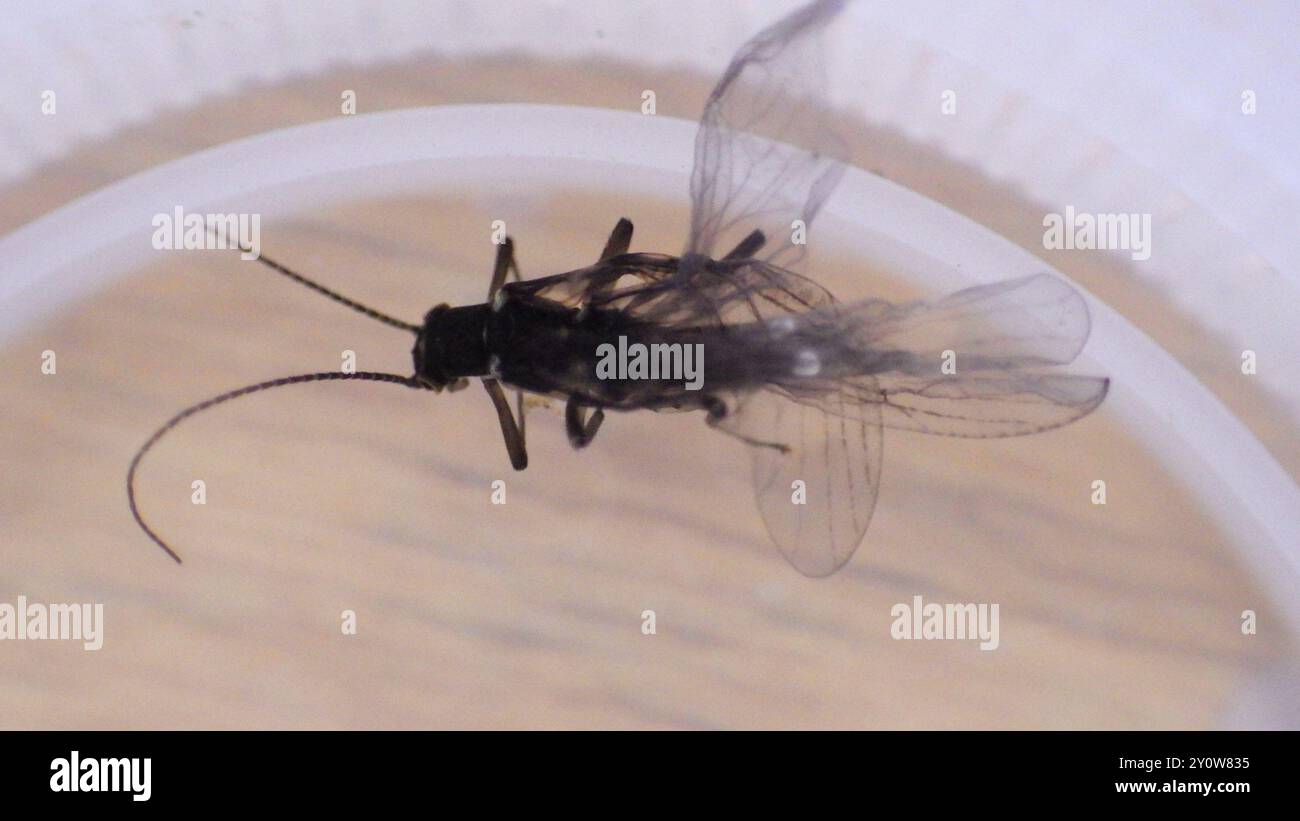 Stoneflies (Plecoptera) Insecta Stock Photo - Alamy