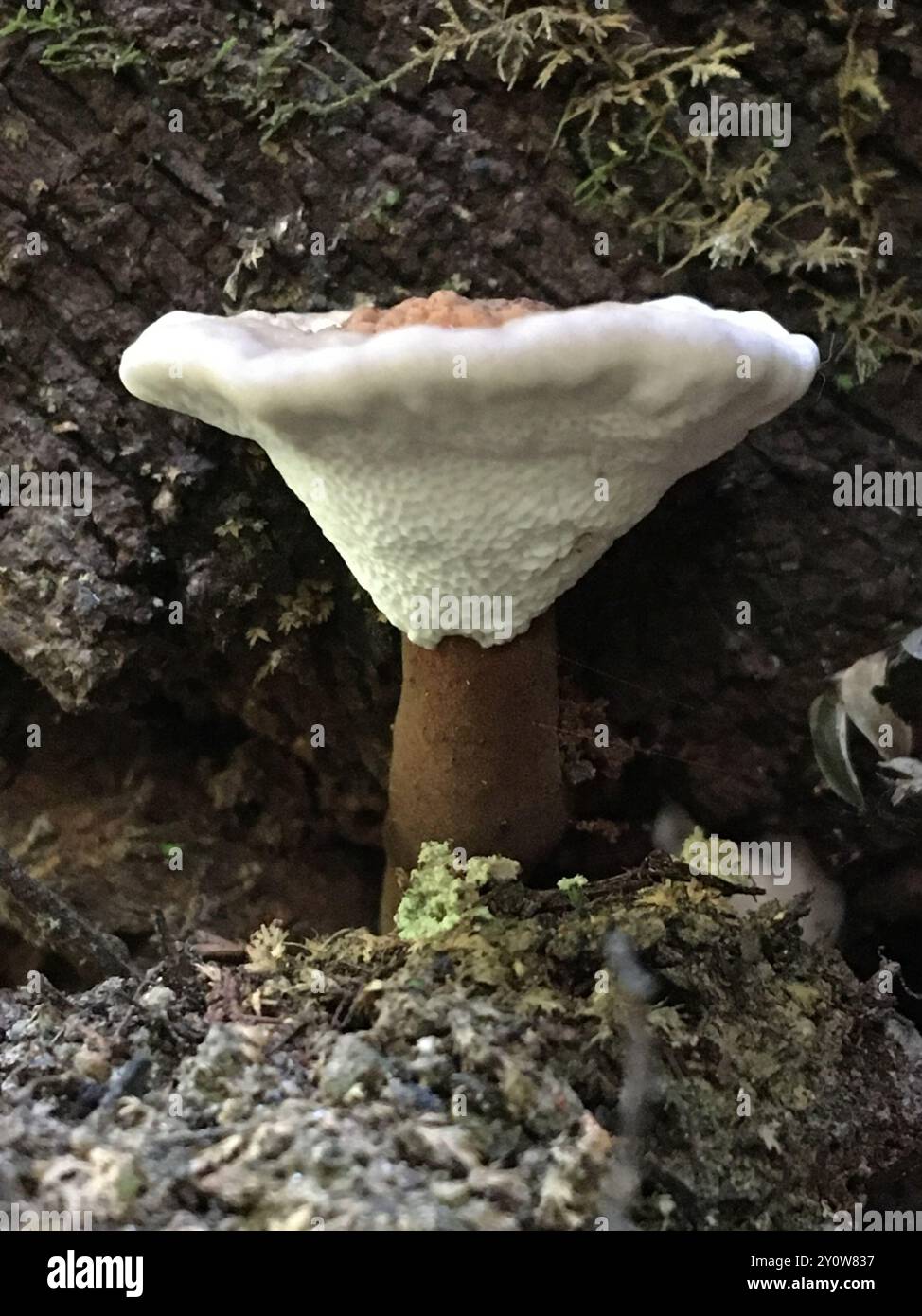red-staining stalked polypore (Sanguinoderma rude) Fungi Stock Photo ...