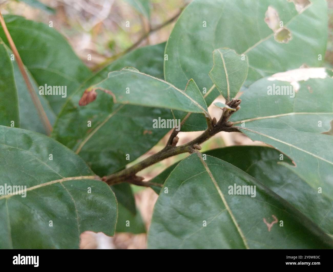 Swamp Bay (Persea palustris) Plantae Stock Photo - Alamy